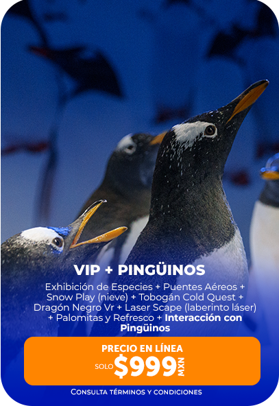 EXPERIENCIAS - Sealand Monterrey